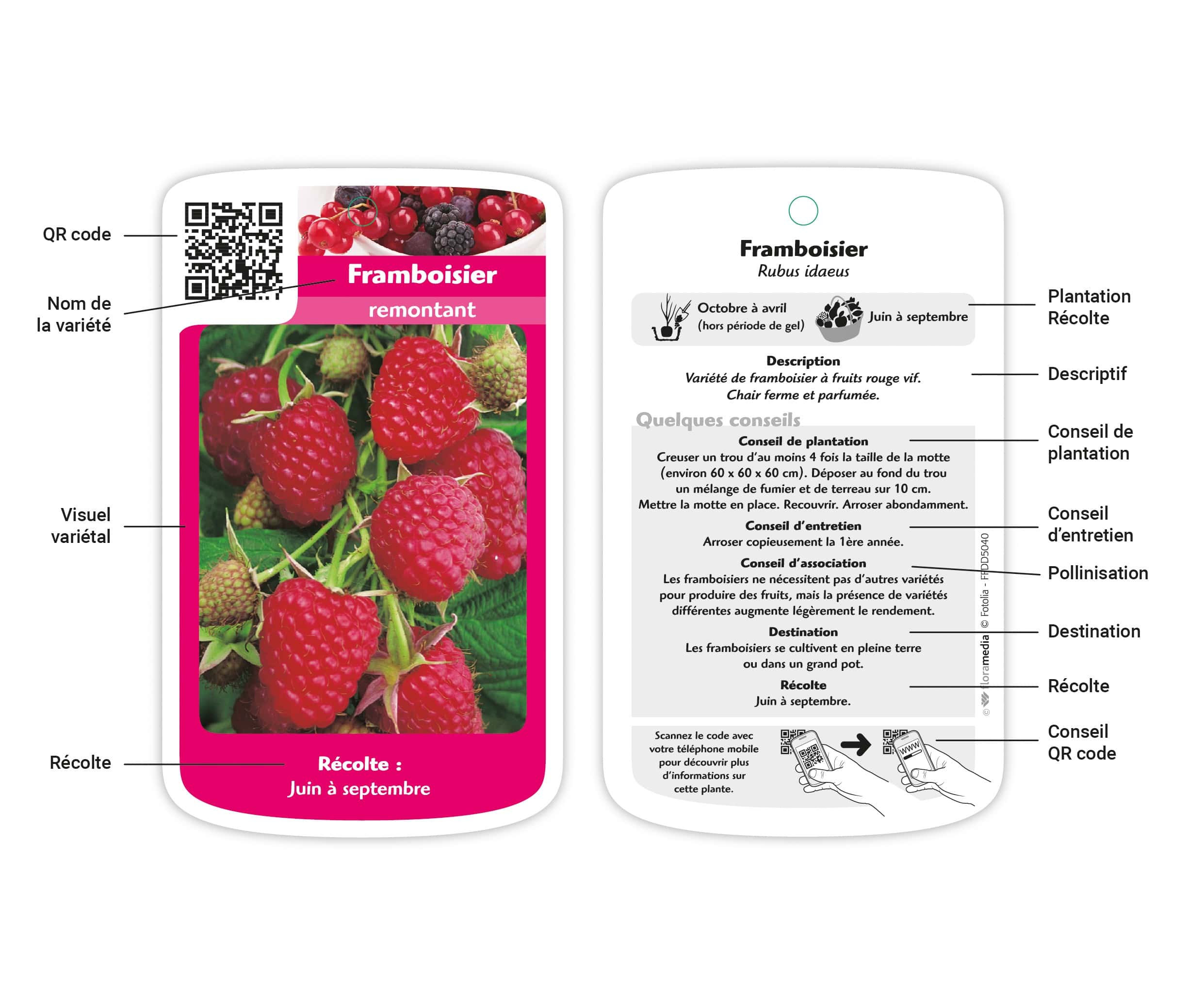 Comment choisir des chromos pour ses plantes ? - Floramedia France