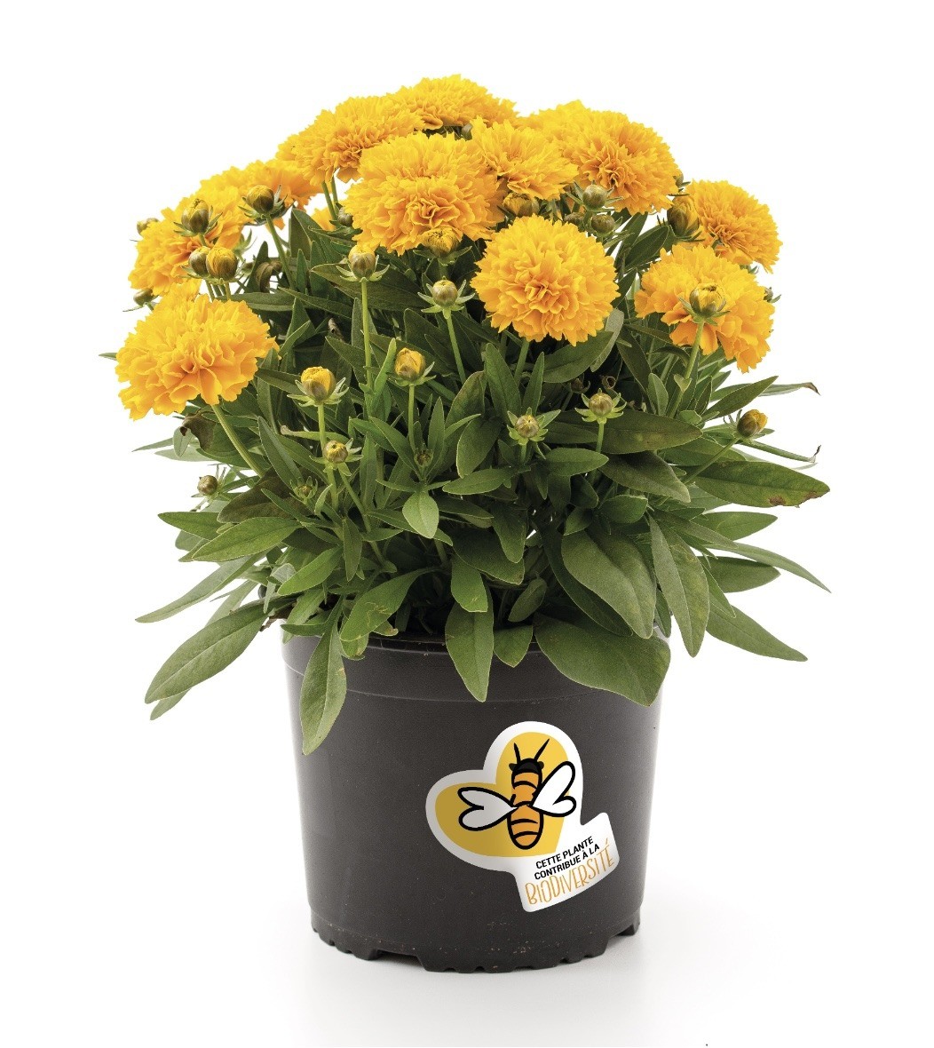 Blog Floramedia - Des étiquettes adhésives pour vos végétaux