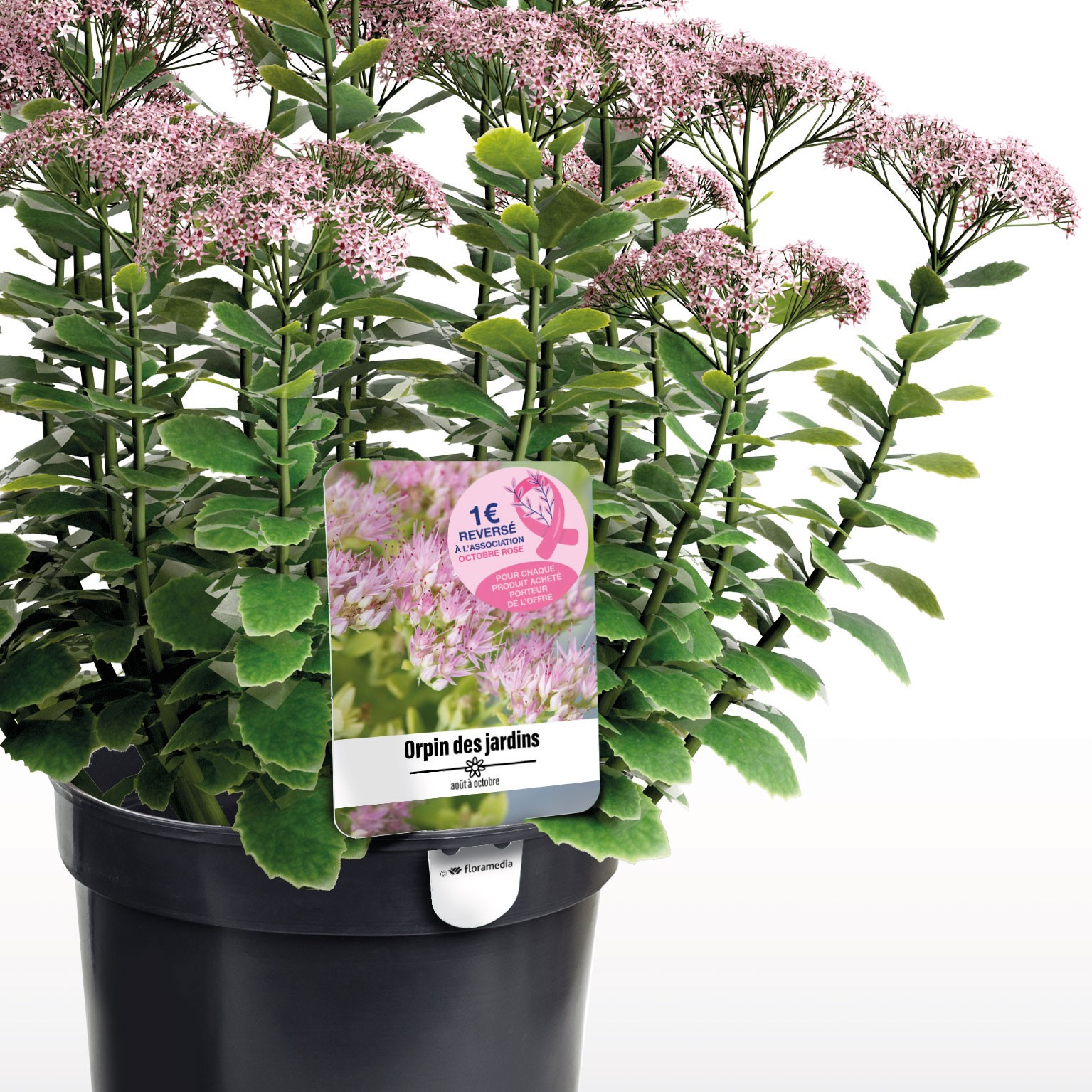 Blog Floramedia - Des étiquettes adhésives pour vos végétaux